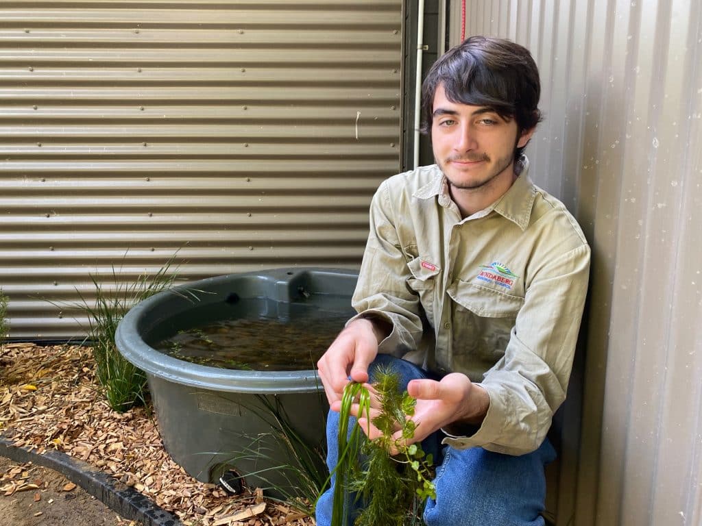 Zoo plants good for turtles and environment – Bundaberg Now