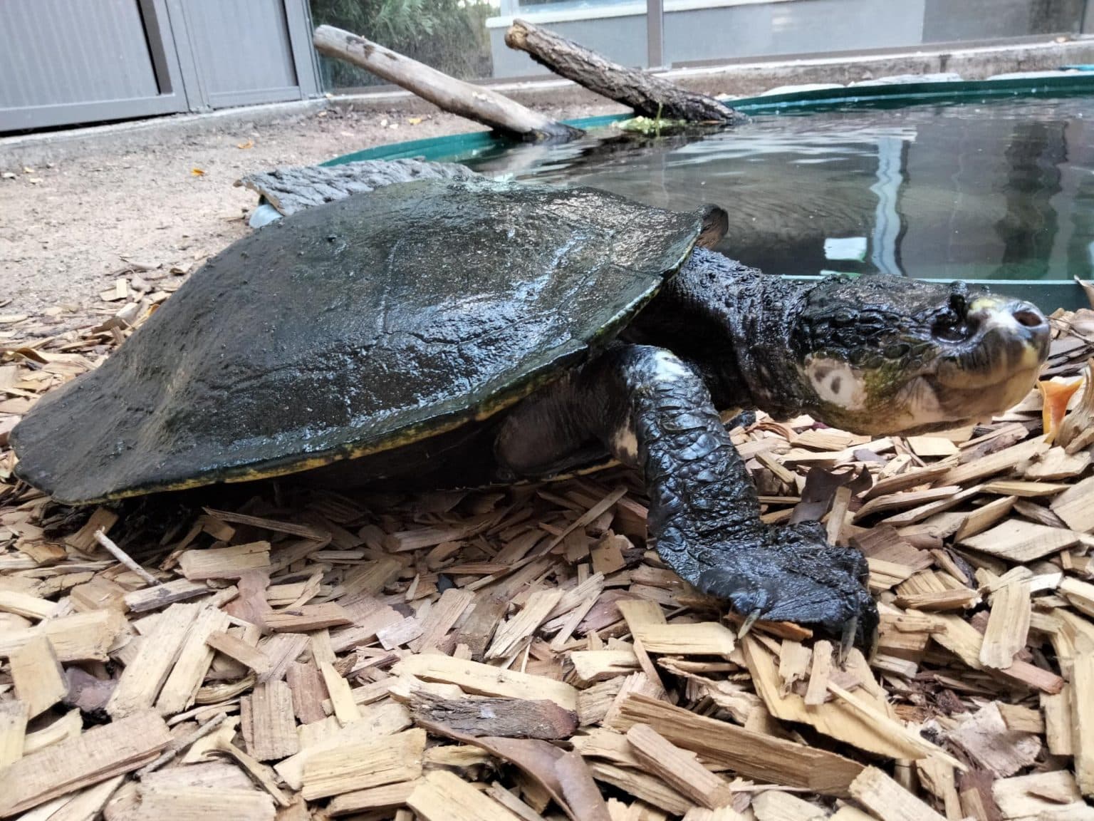 Who's Who in the Zoo: freshwater turtle – Bundaberg Now