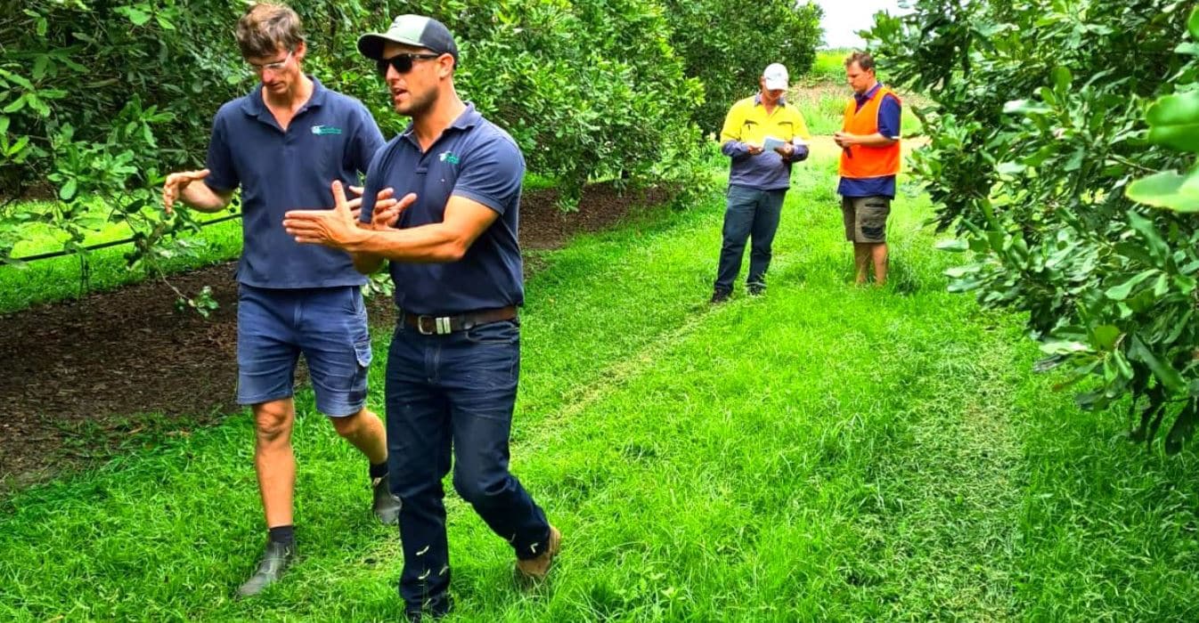 Macadamia Farm Management focused on reef – Bundaberg Now