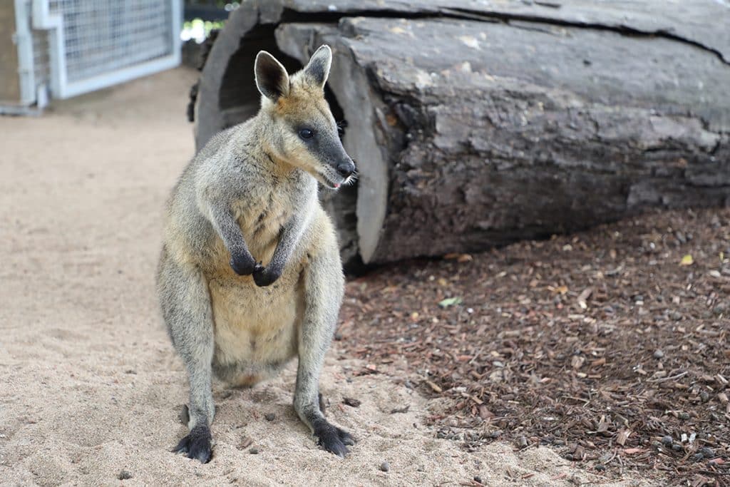 Who's Who in the Zoo: Wallabies – Bundaberg Now