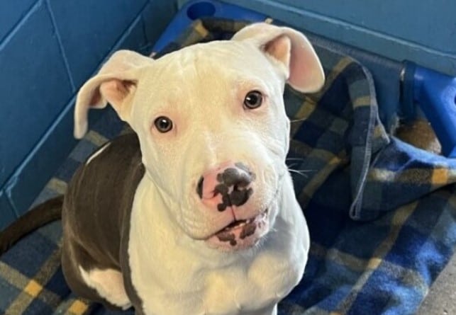 Arj is waiting at RSPCA for a new home – Bundaberg Now