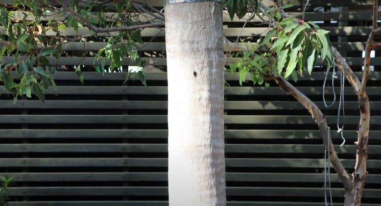 Who's who in the zoo: native stingless bees – Bundaberg Now