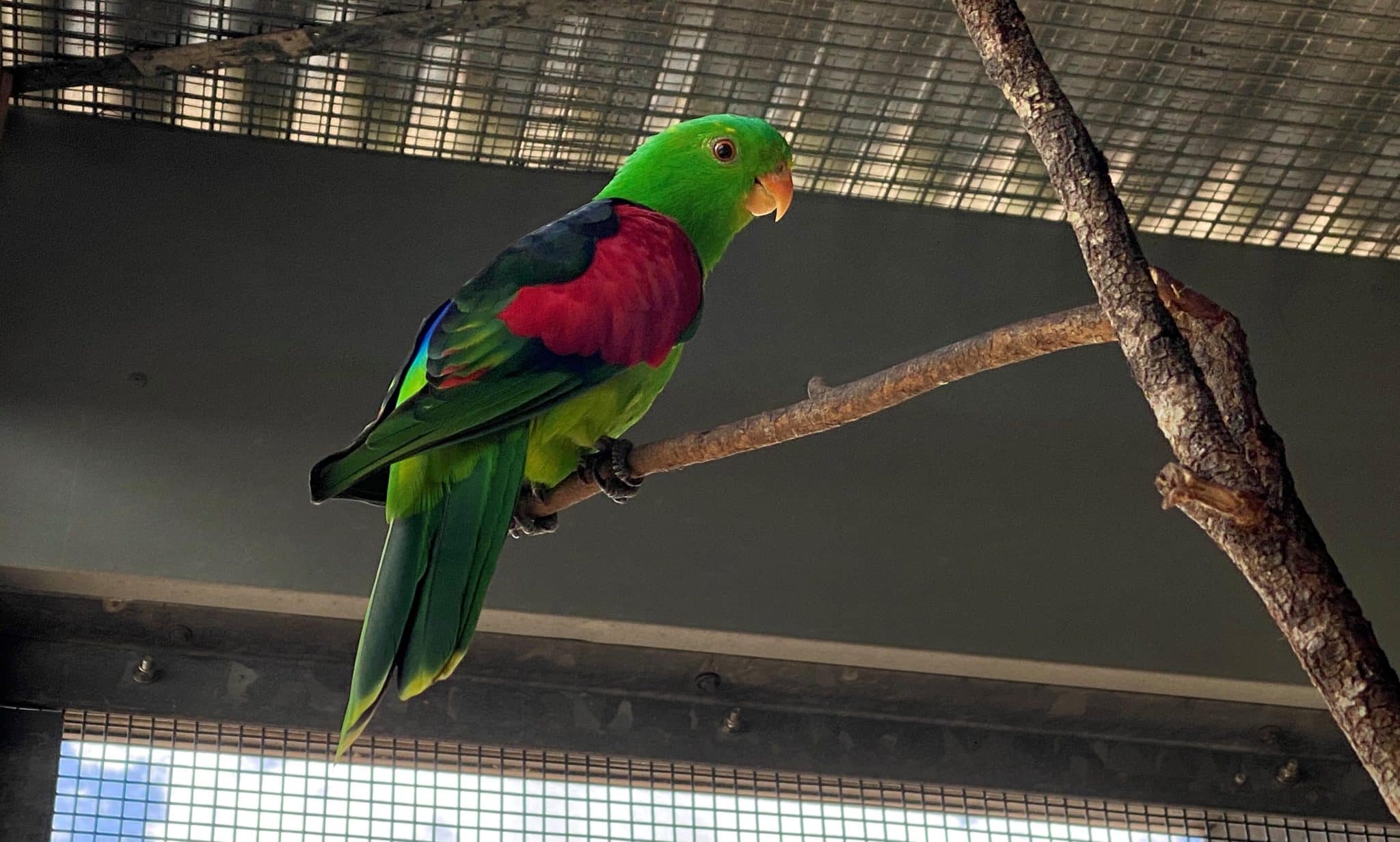 Who's who in the zoo: red-winged parrots – Bundaberg Now