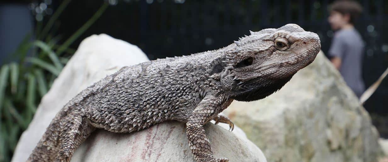 Who's who in the zoo: Eastern bearded dragon – Bundaberg Now