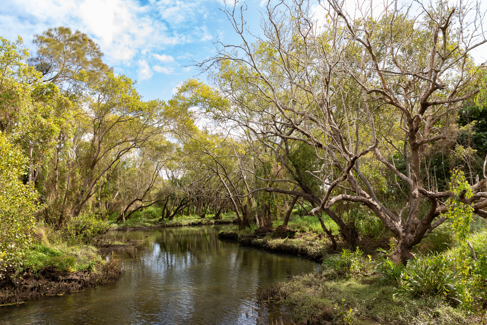 Explore our region: Baldwin Swamp Environmental Park – BRC Now | the ...