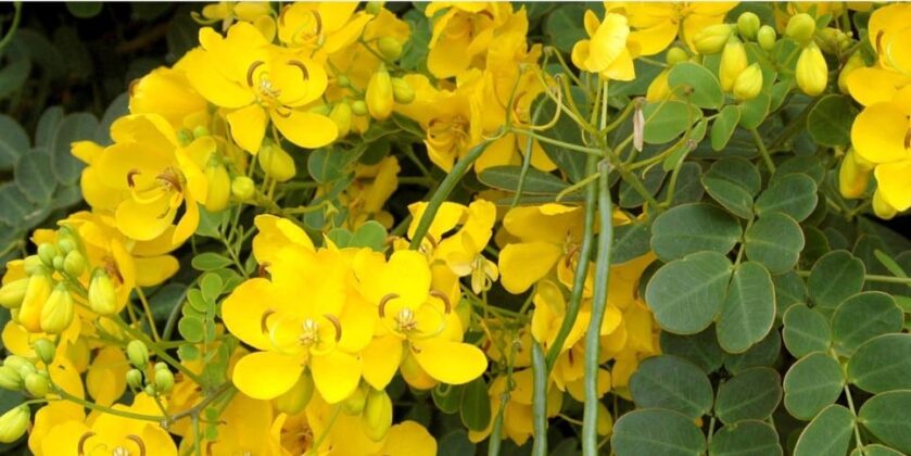 How to: identify and control pest plants – Bundaberg Now