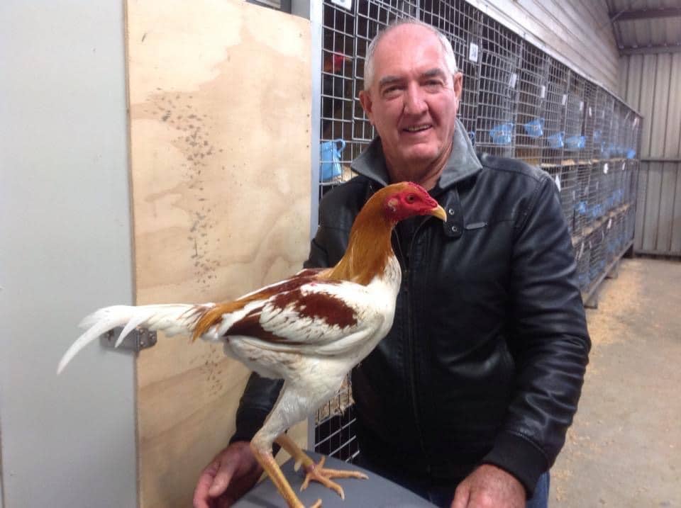In Our Group with Bundaberg Poultry Fanciers Club – BRC Now | the ...