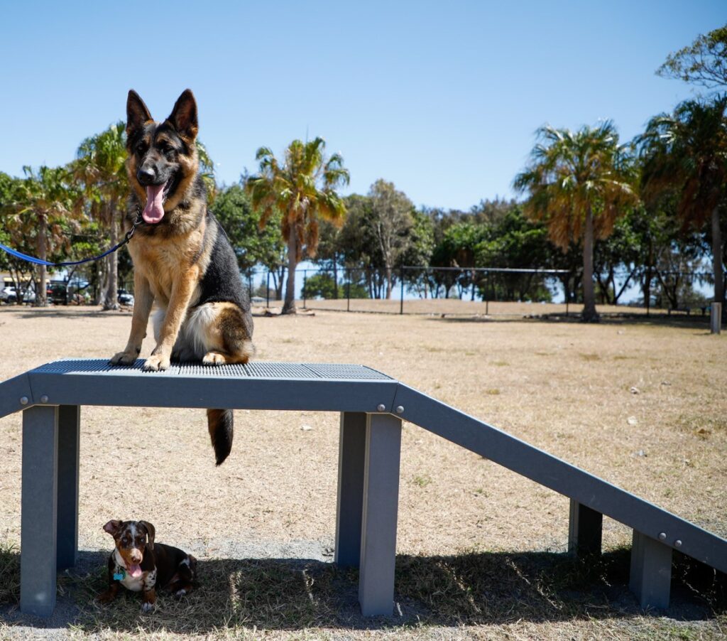Dogs' Day Out to unleash fun – Bundaberg Now