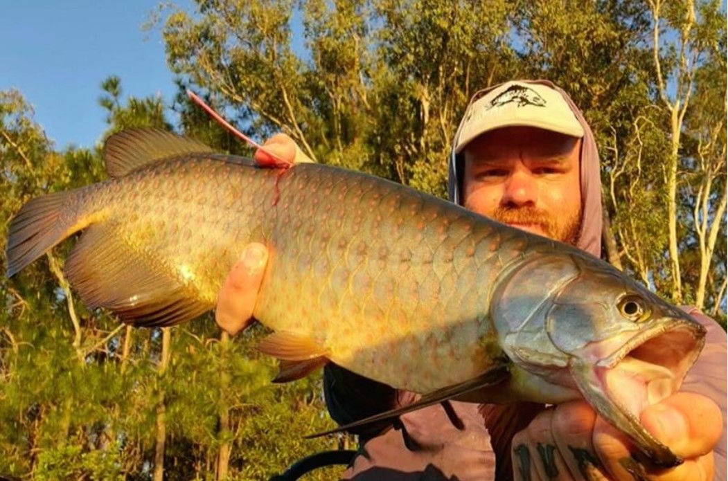Plenty of pelagic fish around at the moment – Bundaberg Now
