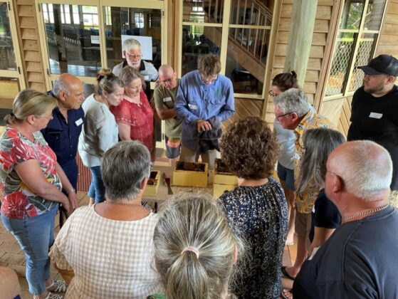 Get the buzz on how to keep native bees – Bundaberg Now