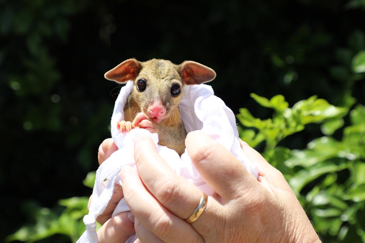 How to: help injured wildlife – Bundaberg Now
