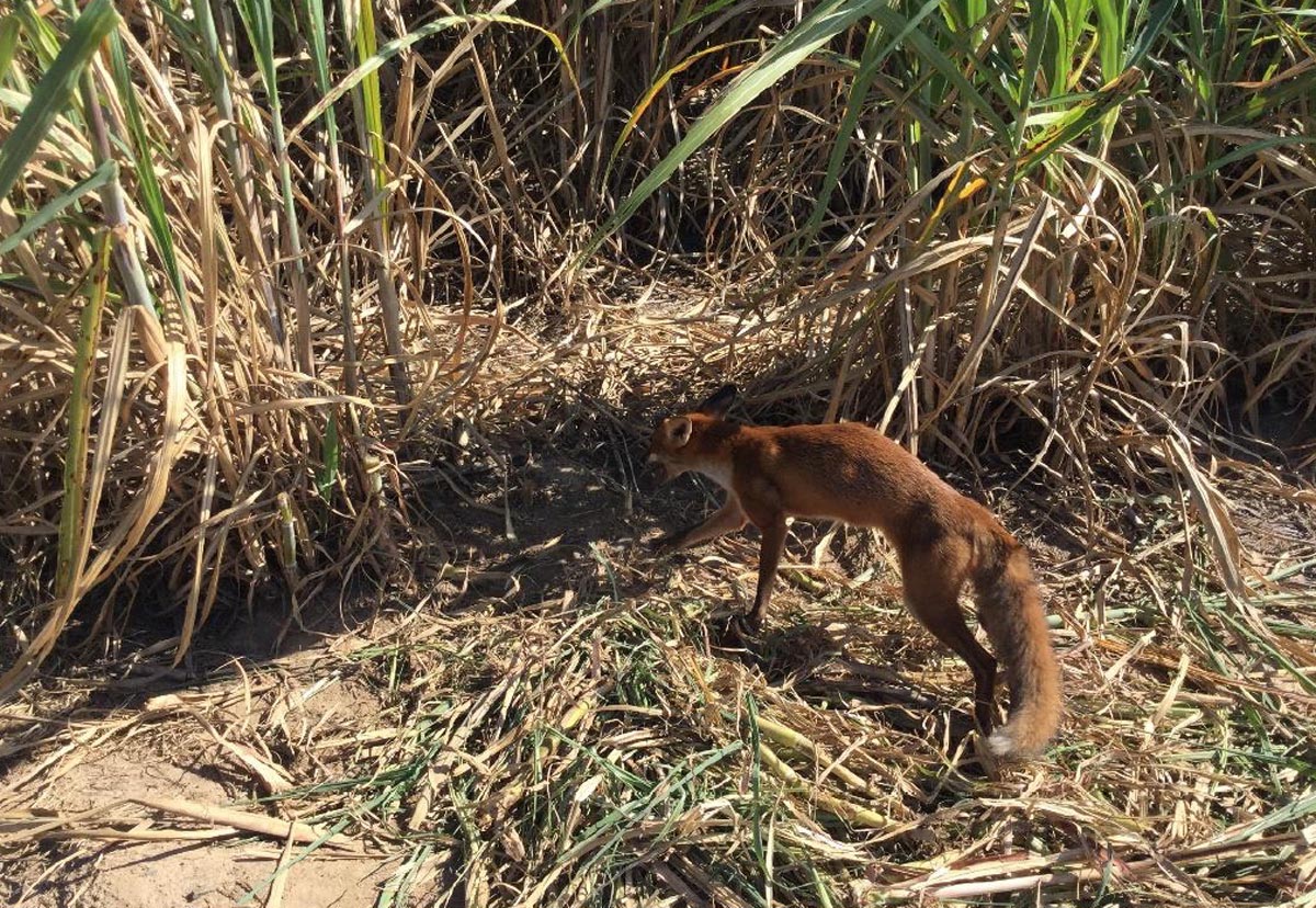 Fox control program a success – Bundaberg Now