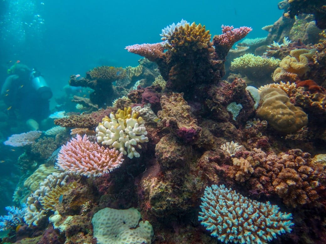 Funding boost to protect Great Barrier Reef – Bundaberg Now
