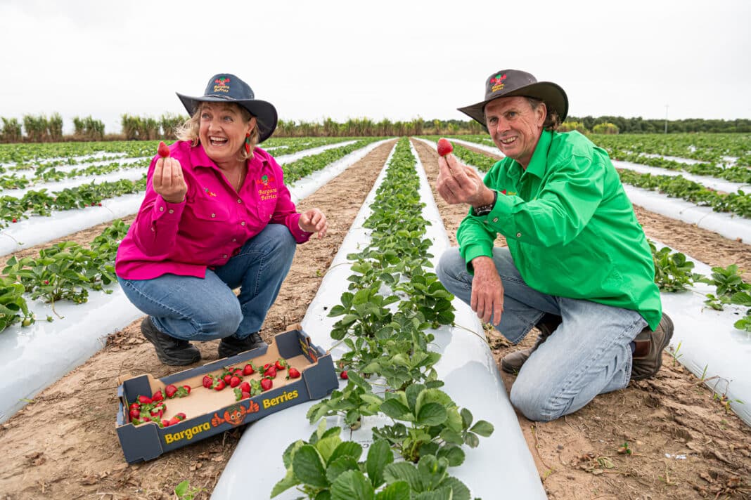 Get a taste of farm life with Taste Festival – Bundaberg Now