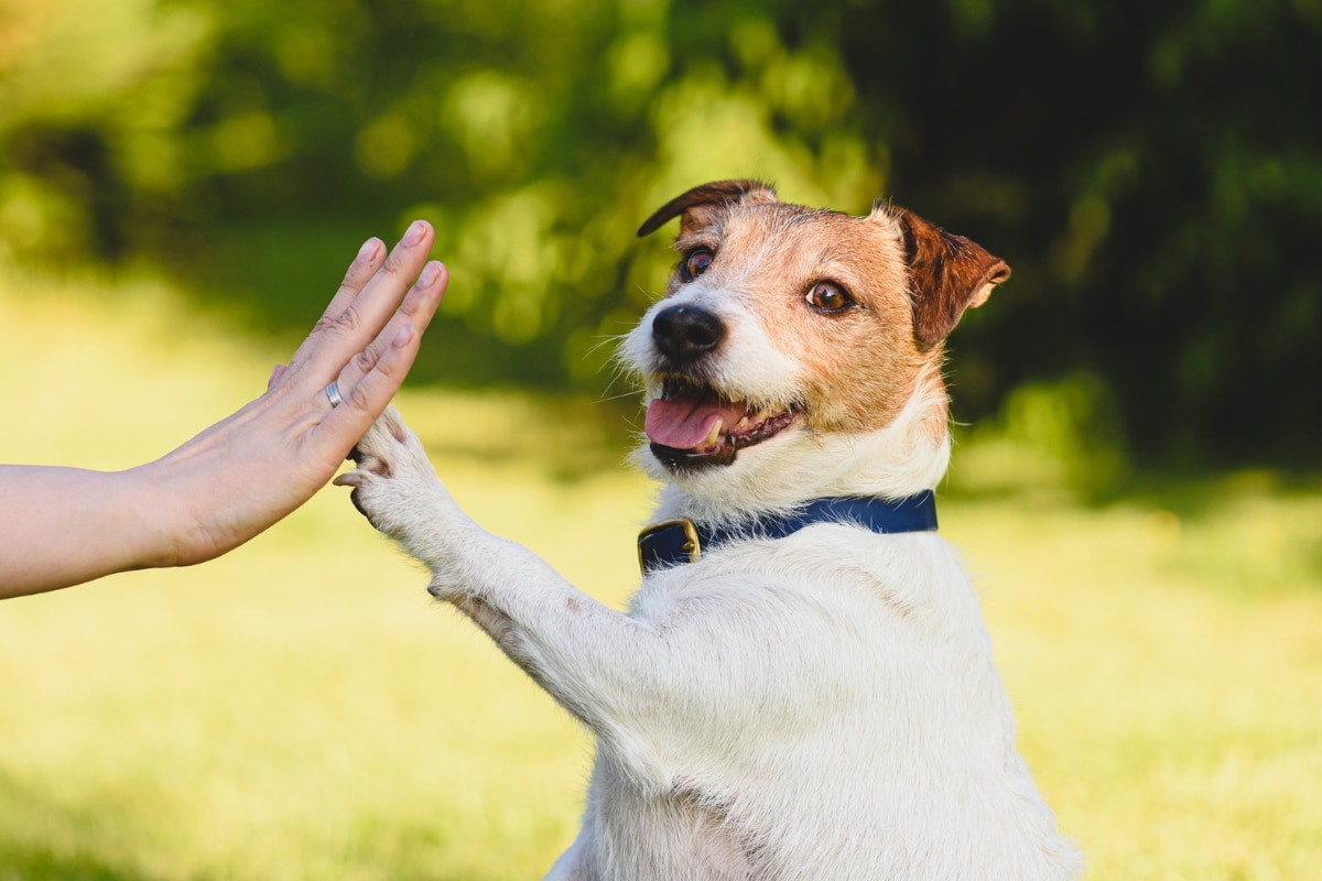 Dog registration renewals coming soon – Bundaberg Now