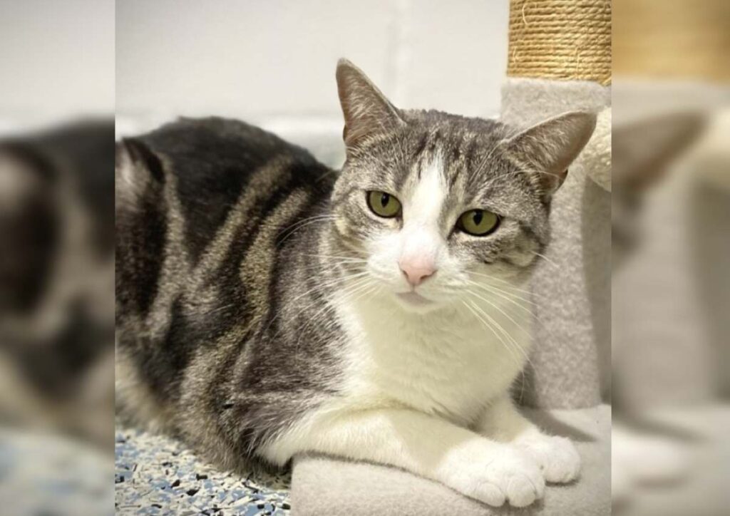 Fern waiting to find her forever home – Bundaberg Now