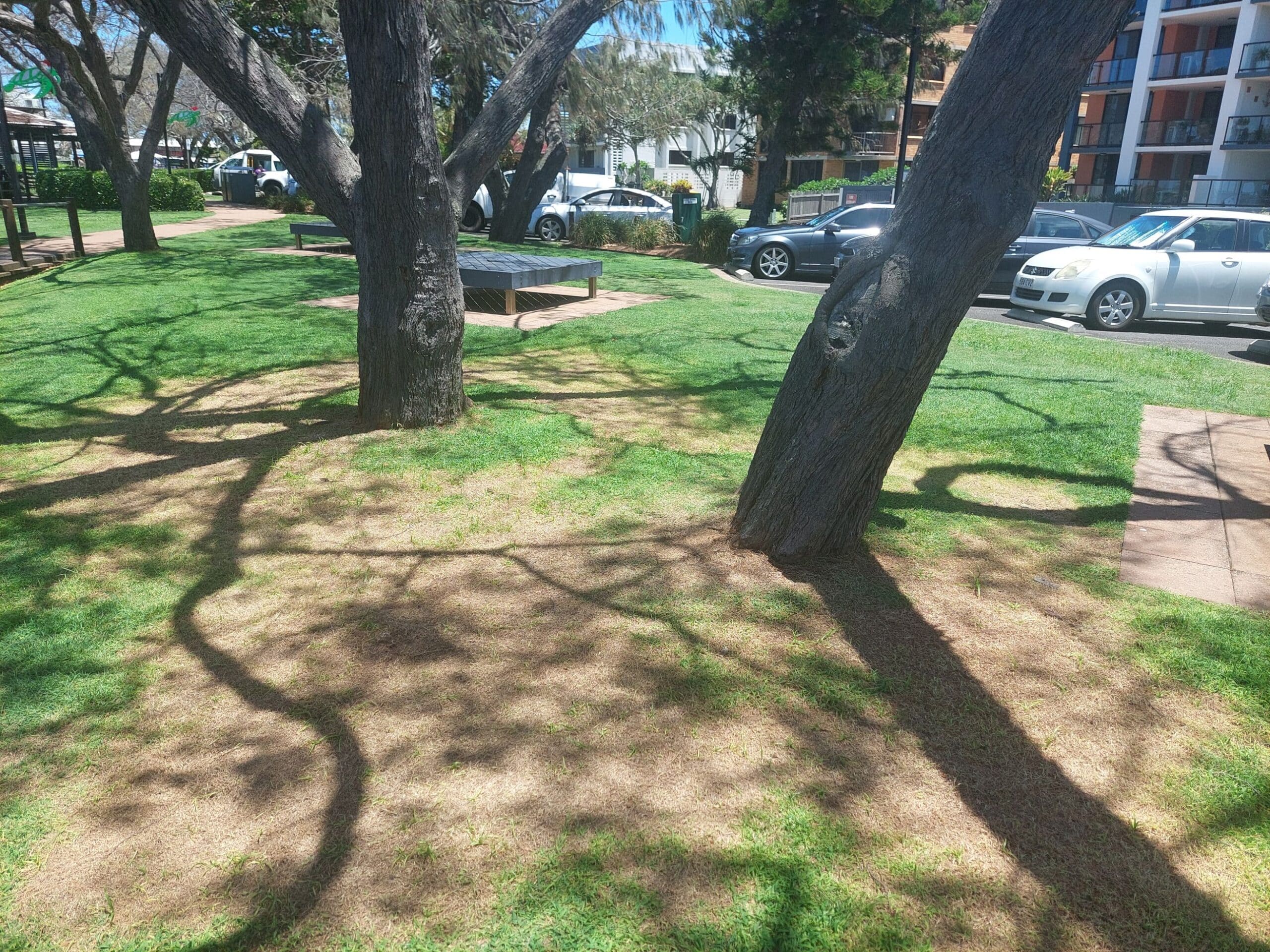 Council investigates poisoned trees at Bargara – Bundaberg Now