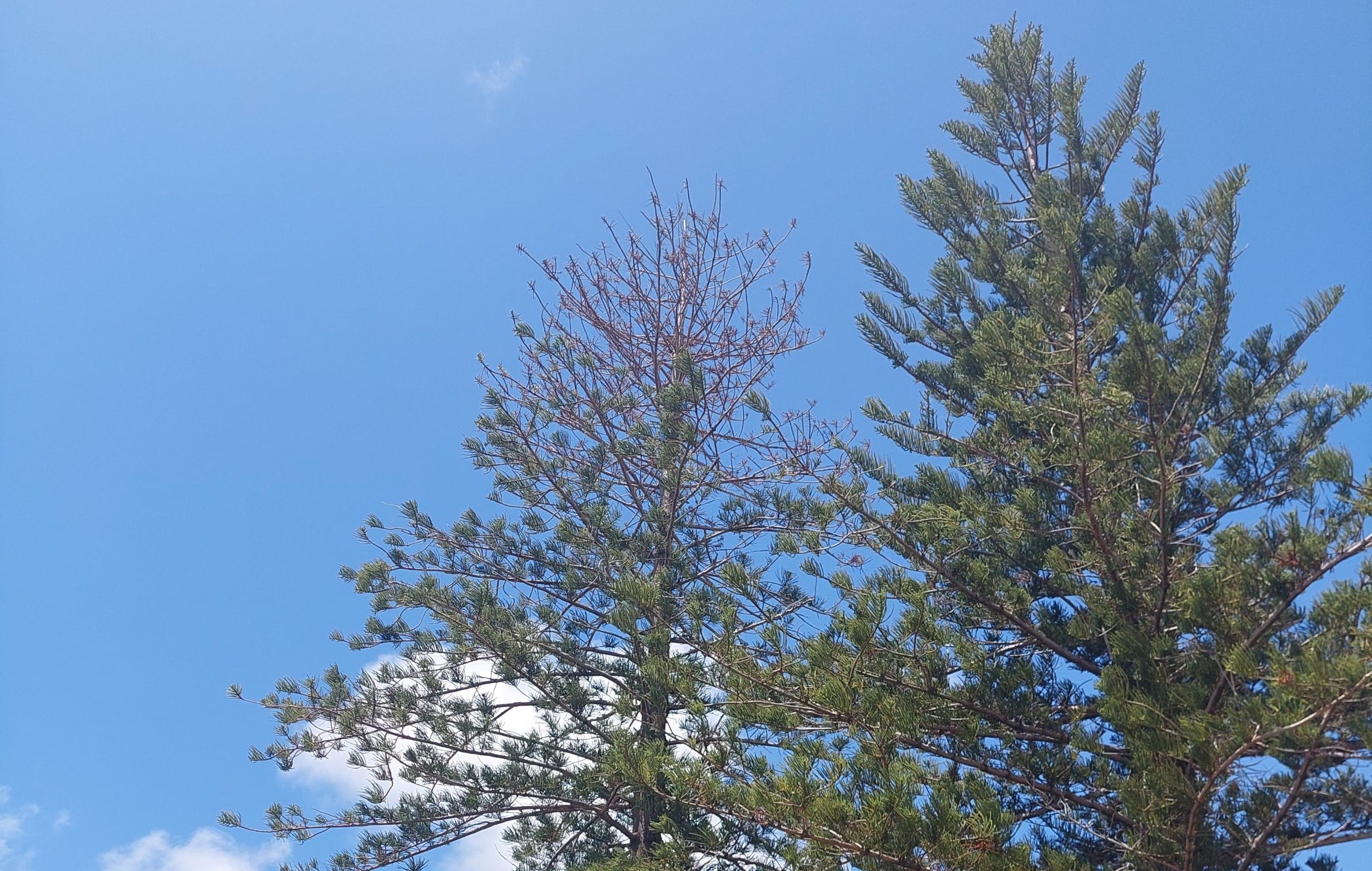 Zunker Memorial Pine health prompts removal – Bundaberg Now