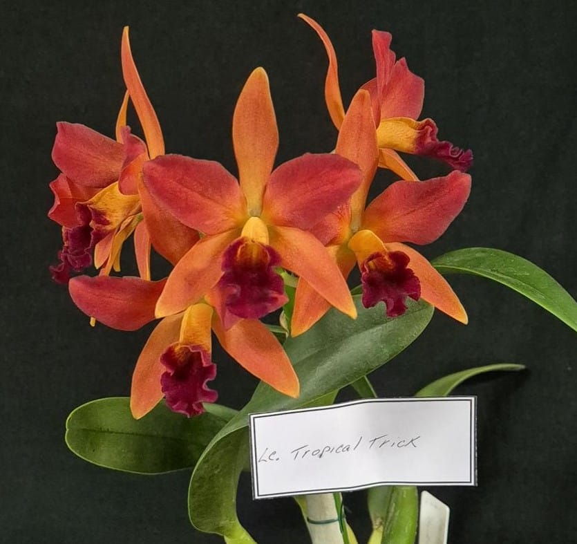 Annual orchid show returns to Bundaberg – Bundaberg Now