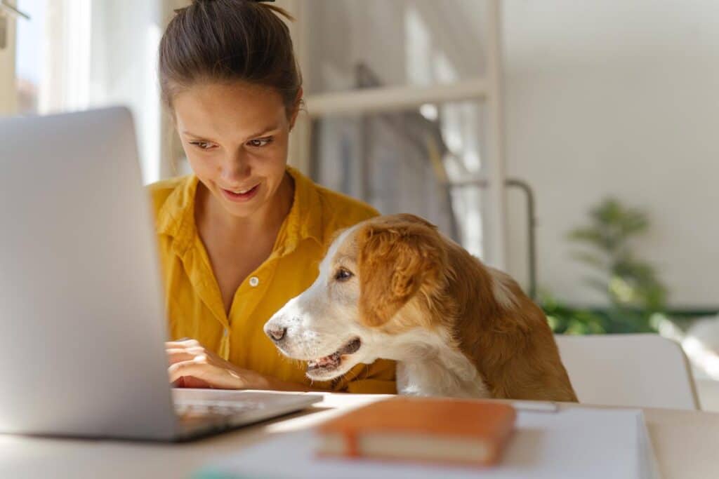 How to: Update dog rego details – Bundaberg Now