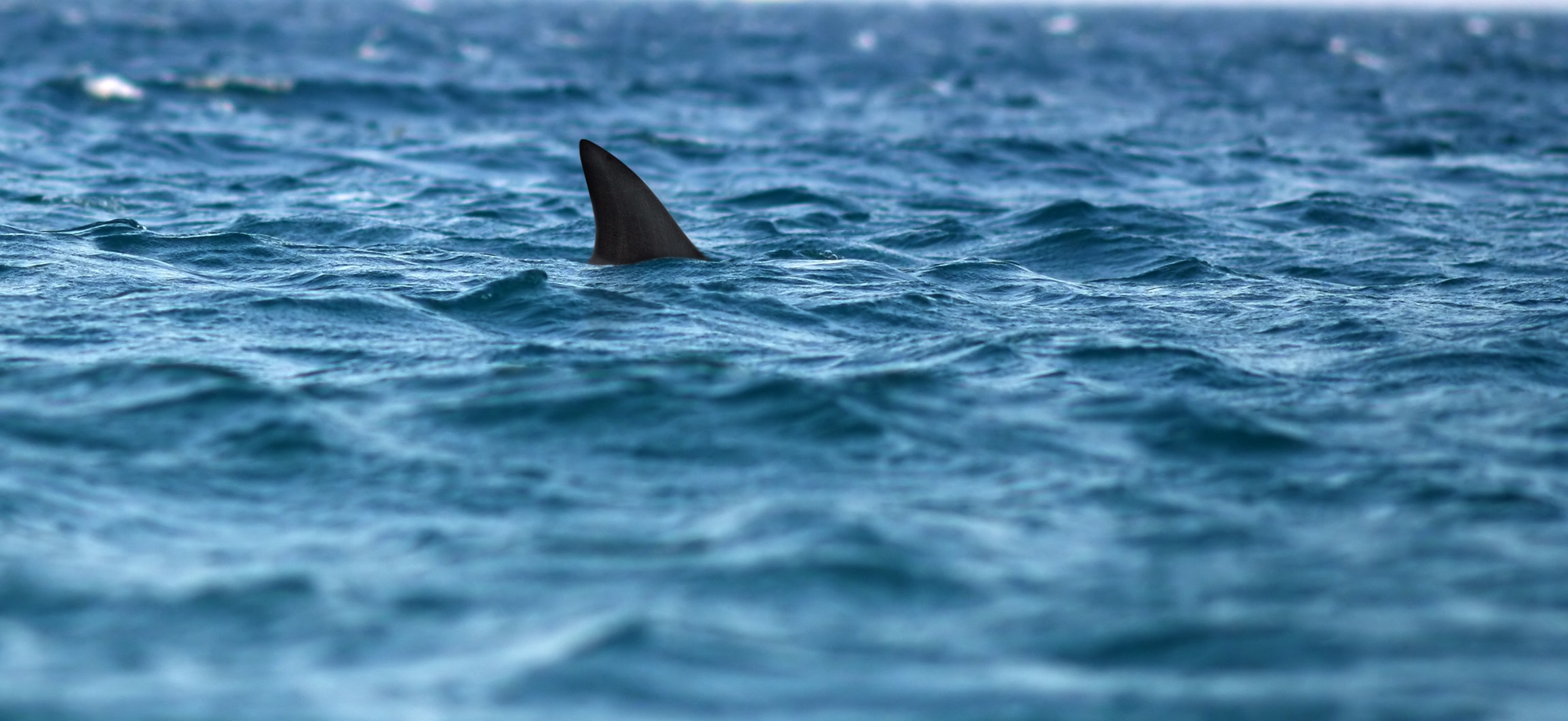 Shark Control Program reaches local beaches – Bundaberg Now