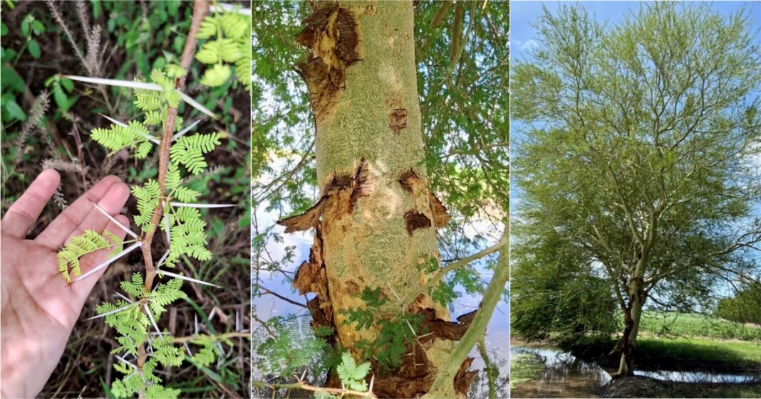 Taskforce takes down prohibited plant threat – Bundaberg Now