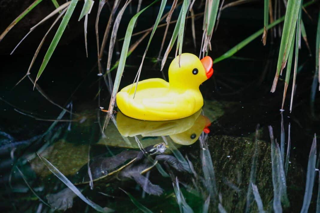 Unusual visitors make a splash at Alexandra Park Zoo – BRC Now