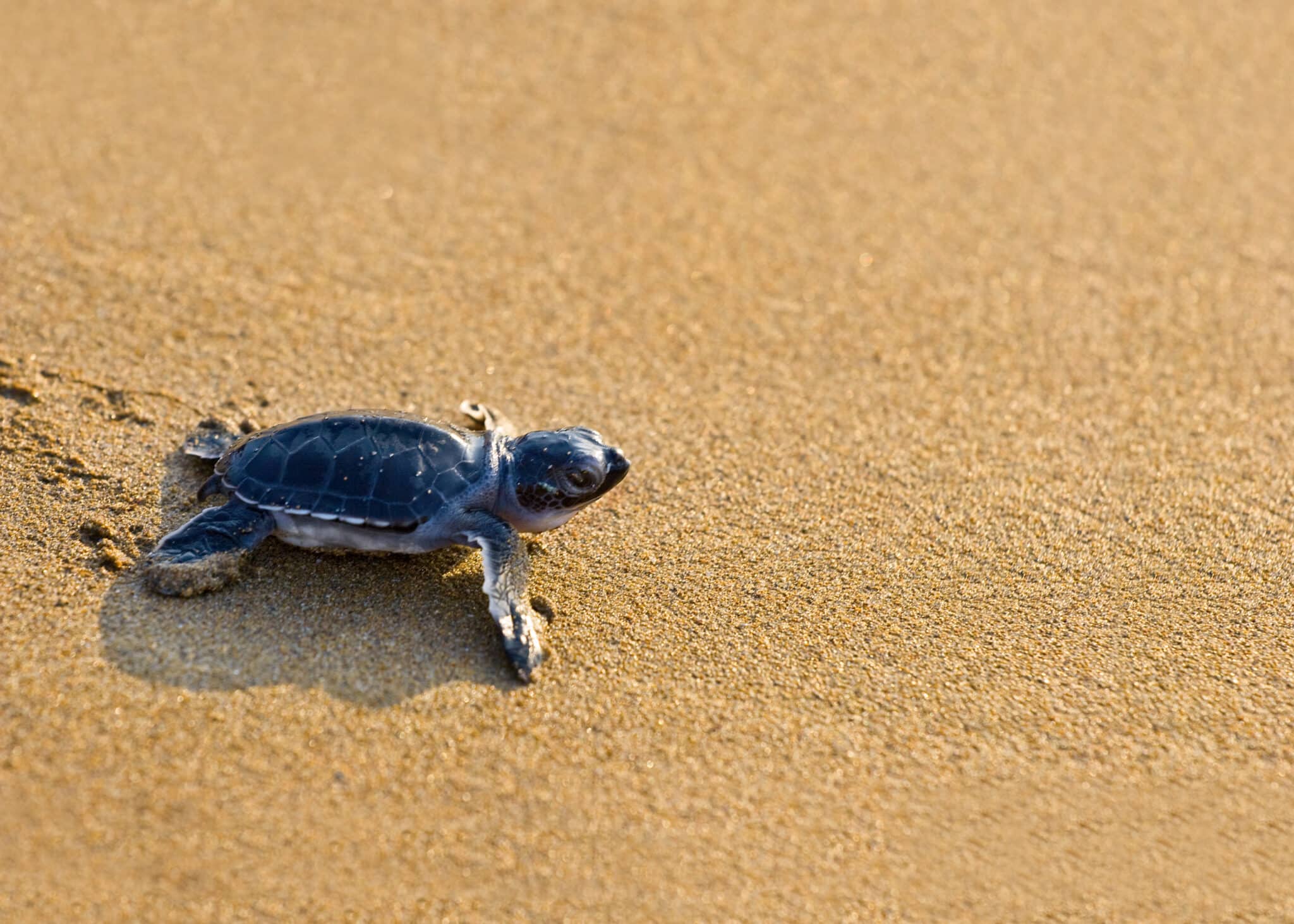 Cut the glow for turtle season – Bundaberg Now