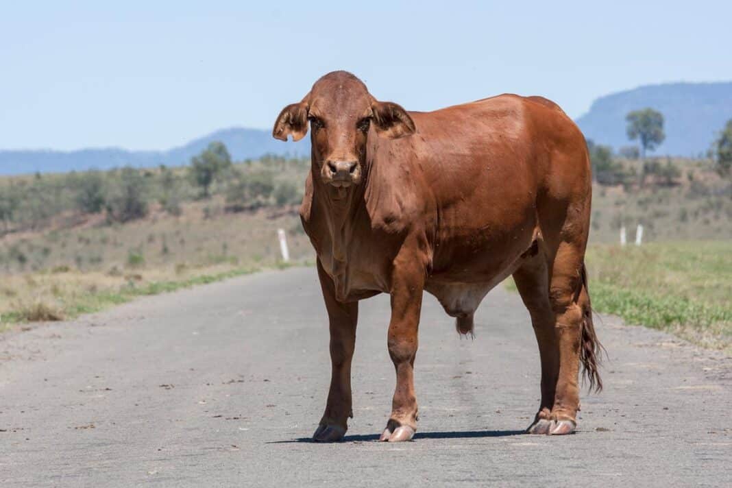 Contractor sought for stock and wildlife service – Bundaberg Now