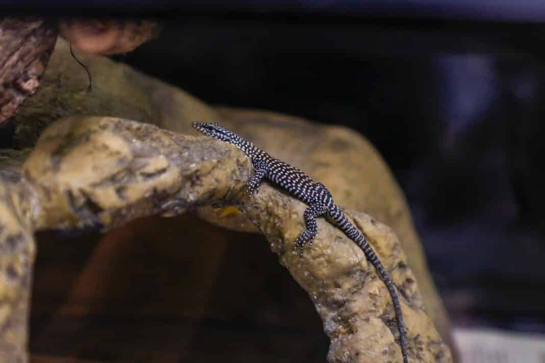 Tiny lizard hatchlings bring big excitement to Alexandra Park Zoo – BRC Now