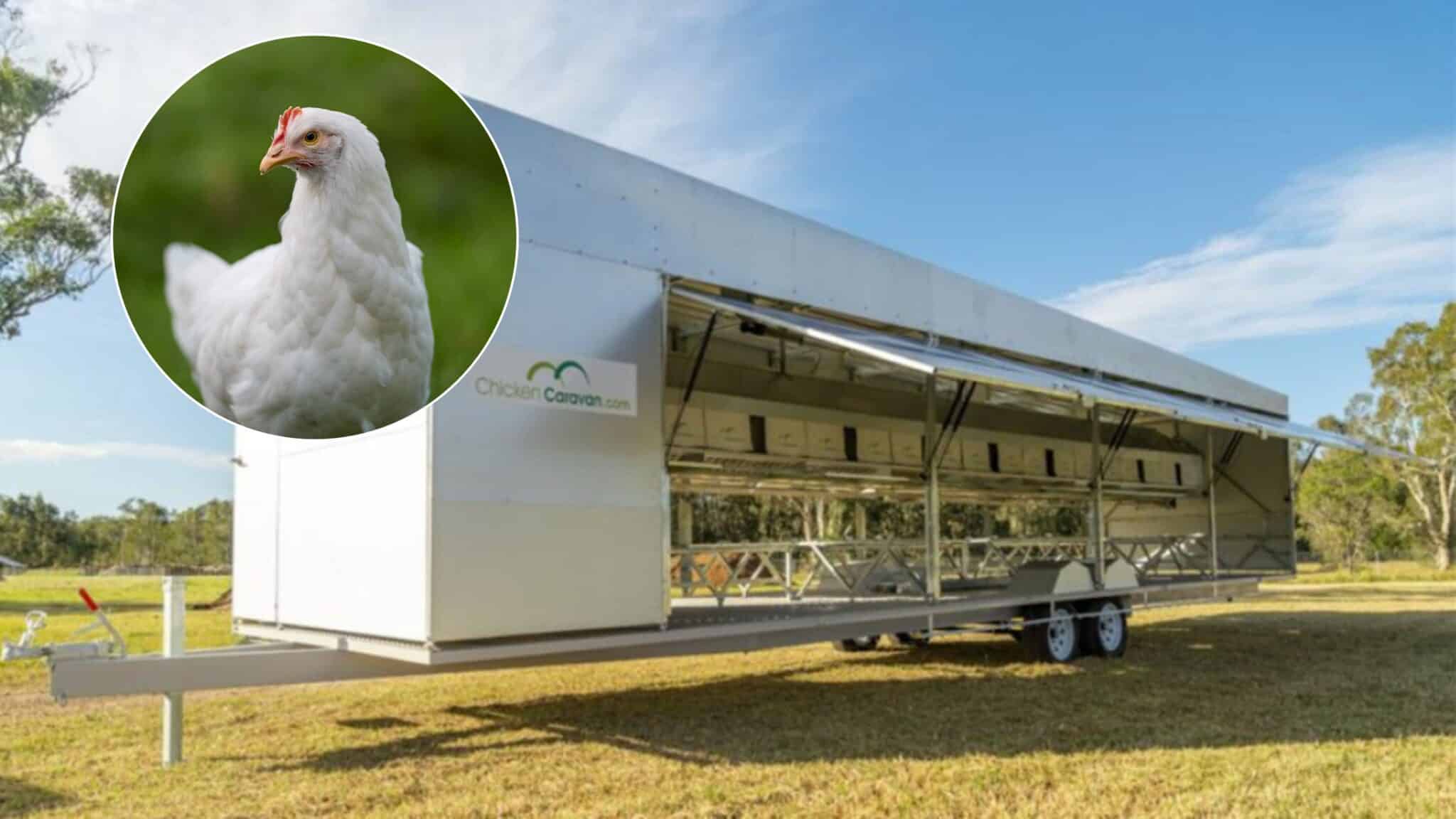 'Chicken caravan' egg production approved – Bundaberg Now