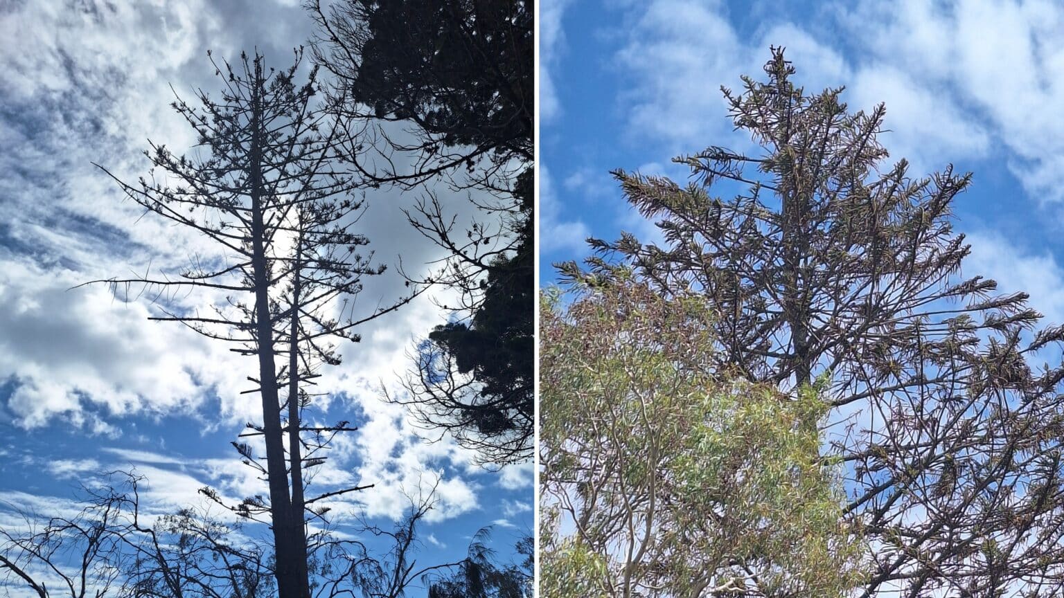 Trees to be removed due to declining health – Bundaberg Now