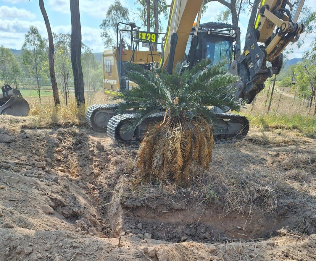 Ancient tree species finds new home at gardens – Bundaberg Now
