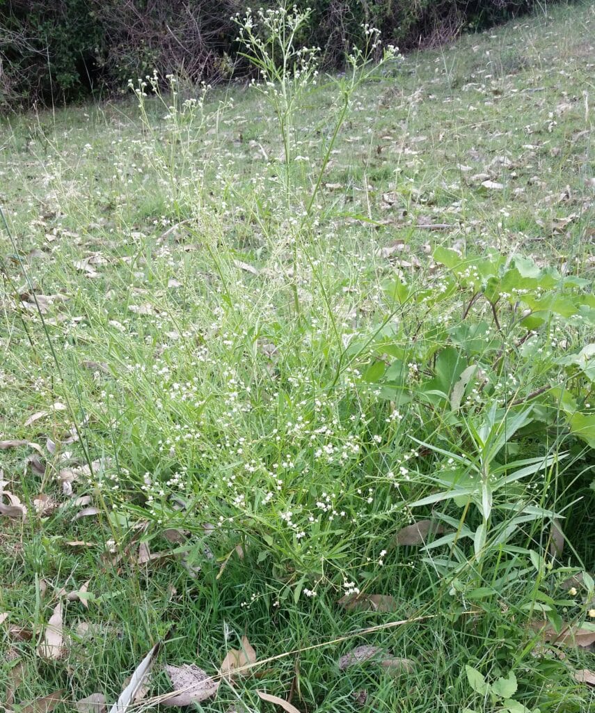Invasive weed spotted along Burnett River – Bundaberg Now