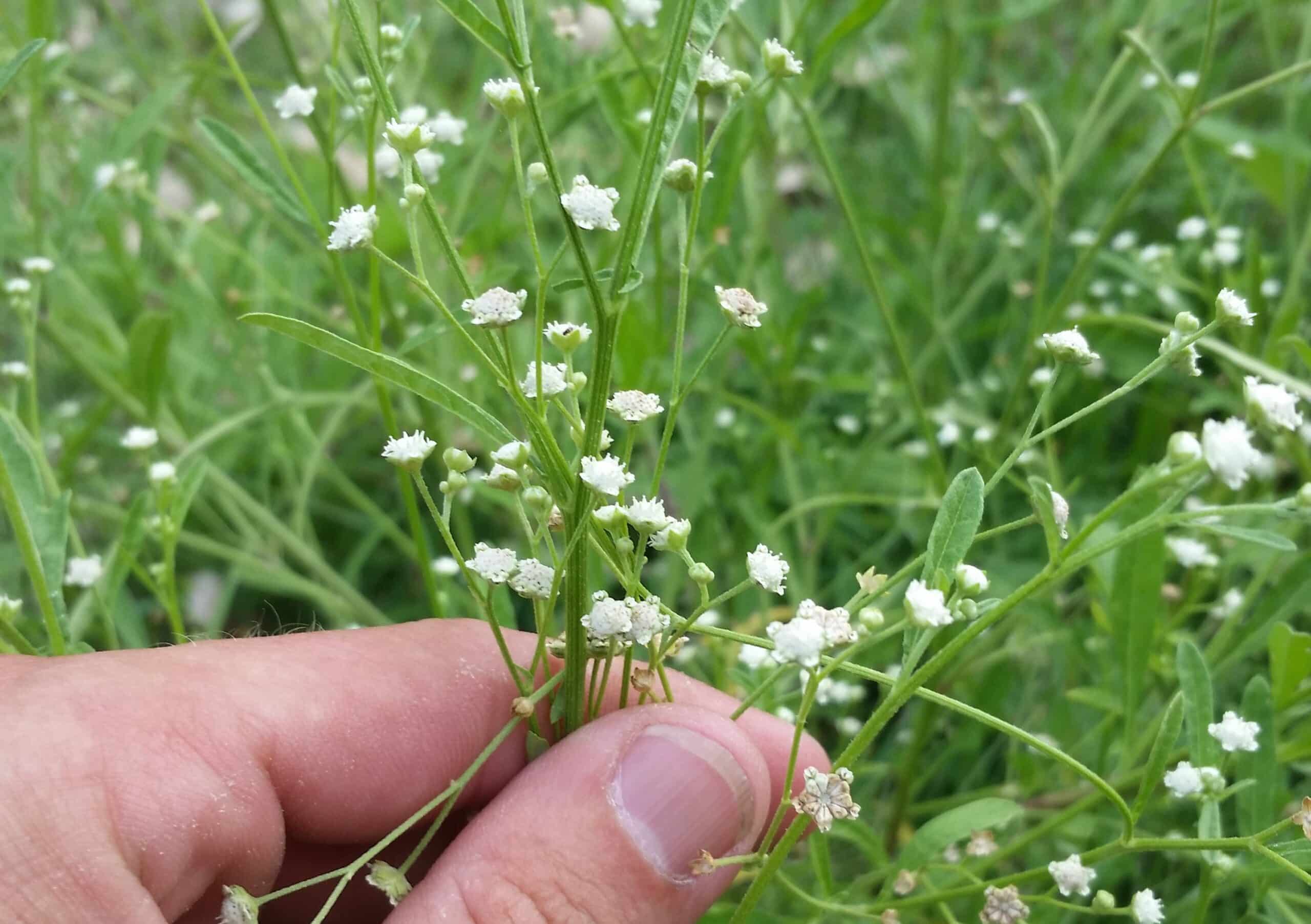 Invasive weed spotted along Burnett River – Bundaberg Now